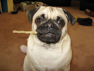 Wild Alaskan Mountain Pug>>>>>>in FLORIDA!: Smoking the Cigar